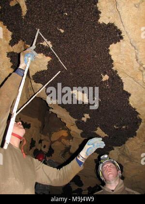 Credit: USFWS; Andrew King To estimate numbers of hibernating bats ...