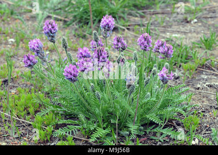 Fassett's locoweed is a federally threatened plant that is a Wisconsin ...