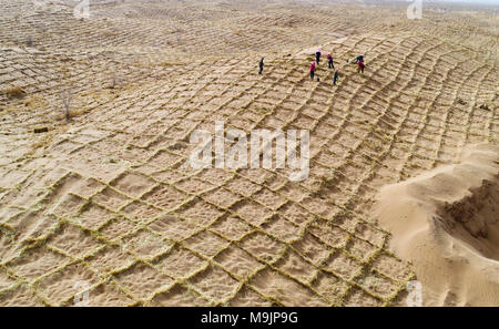 Anti-desertification volunteers strengthen a straw checkerboard sand ...