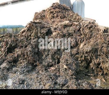 Pile of stinking dung. Manure heap on a farmhouse in Germany Stock ...