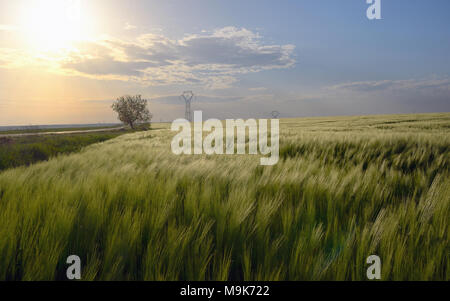 Beautiful sunset over green rye field in spring time Stock Photo - Alamy