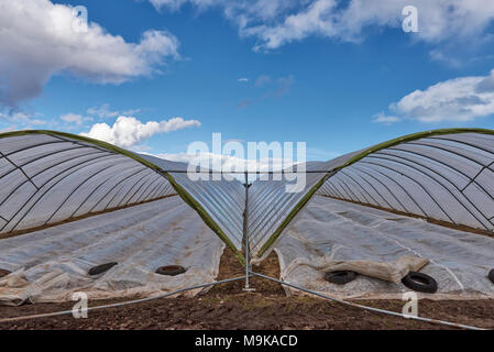 Polytunnels containing rows of growing strawberry plants on farm in May ...