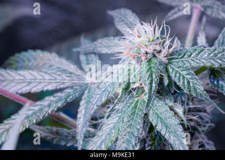 A closeup of the leaves and trichomes of flowering marijuana plants ...