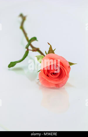 Pink rose with shadow horizontally Stock Photo - Alamy