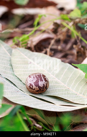 natural rubber fruit with seed and leaf for tree plant Stock Photo - Alamy