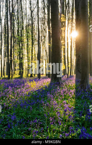 The rising sun illumingating a flowerbed of bluebells in the Hallerbos ...
