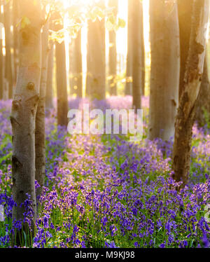 The rising sun illumingating a flowerbed of bluebells in the Hallerbos ...
