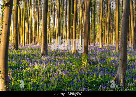 The rising sun illumingating a flowerbed of bluebells in the Hallerbos ...