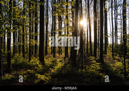 The rising sun illumingating a flowerbed of bluebells in the Hallerbos ...