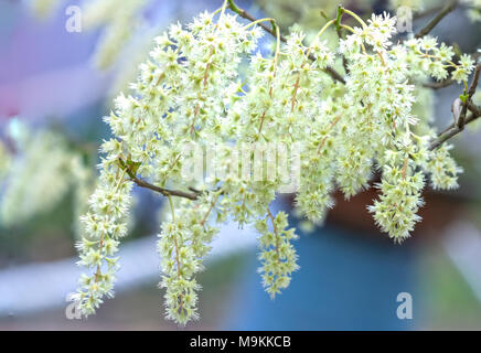 Homalium flowers blossom in the spring sunshine with fragile but ...