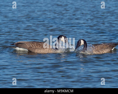wild goose: droppings Stock Photo - Alamy