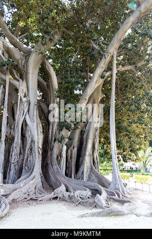 The centenary ficus of the city. Palermo, Sicily. Italy Stock Photo - Alamy