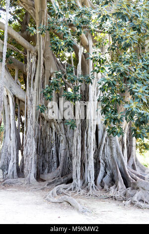 The centenary ficus of the city. Palermo, Sicily. Italy Stock Photo - Alamy