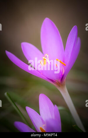 Nice dewy flower in the autumn (Colchicum autumnale Stock Photo - Alamy