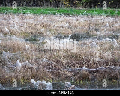 Spider webs at Mingo National Wildlife Refuge demonstrate the intricate ...