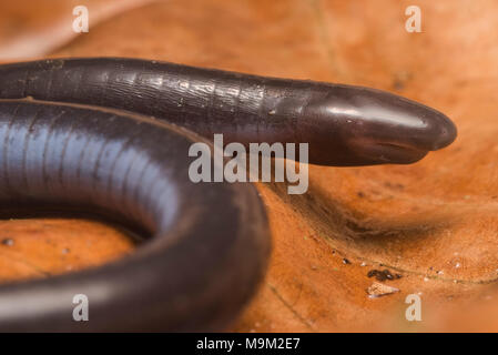 A caecilian (Caecilia sp.) from Peru. Caecilians are a poorly known ...