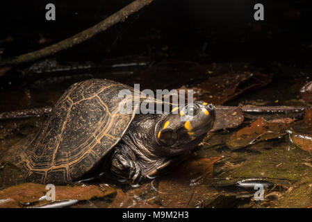 South American River Turtle (Podocnemis expansa) young turtles racing ...
