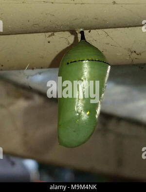 Monarch Chrysalis in California Stock Photo - Alamy