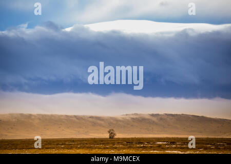 America, Great Plains, lone tree, sunset, landscape, Grassland ...