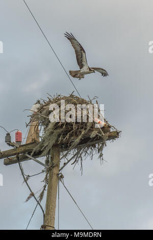 Osprey in Florida Stock Photo - Alamy