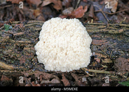 White Slime Mould, False Puffball, Enteridium lycoperdon ...