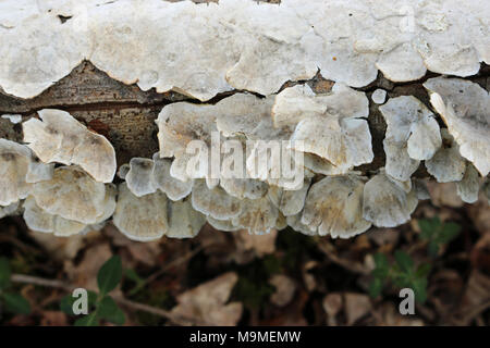 White polypore crust fungus forming brackets and growing on a fallen ...