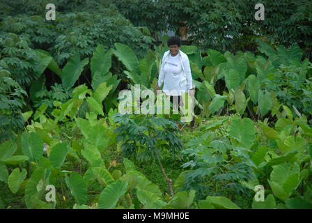Taro plants in a garden in Suva, Fiji Stock Photo - Alamy