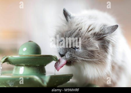 Sacred Birman. Adult cat drinking from an indoor fountain. Germany ...