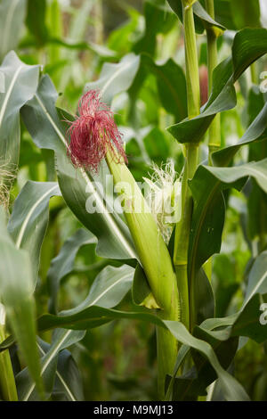 Maize, Corn (Zea mays). Stalk with female inflorescence with young silk ...