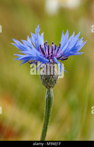A single cornflower Centaurea cyanus flower with purple petals, a green ...