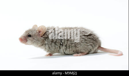 Fancy Mouse. Gray adult, seen head-on. Studio picture against a white ...