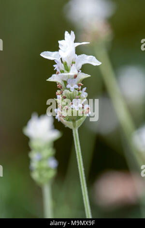 Fringed lavender (Lavandula dentata) is an aromatic perennial plant ...