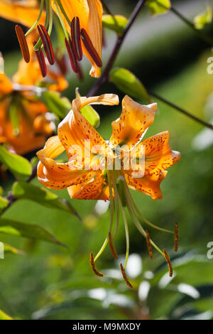Henry’s Lily, Orangelilja (Lilium henryi Stock Photo - Alamy
