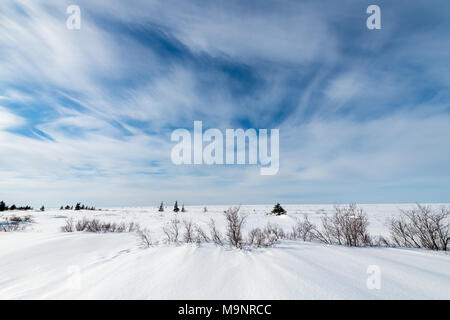 TAIGA - occurring between the boreal forest and the arctic tundra ...