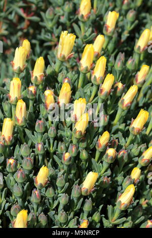 yellow Pig face flowers or Mesembryanthemum, ice plant flowers ...
