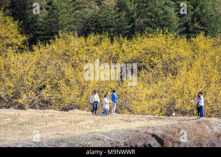 Gurye, South Korea - March 26, 2018 : Scenery of Cornus officinalis ...