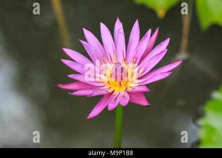 Pink lotus flower growing upright Stock Photo - Alamy