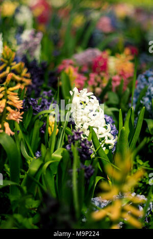 funeral design card with purple flower Stock Photo - Alamy