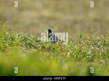 song trush making a nest Stock Photo - Alamy