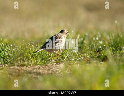 song trush making a nest Stock Photo - Alamy