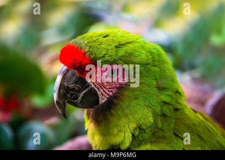 Great green macaw (Ara ambigua), animal portrait, captive, Hesse ...