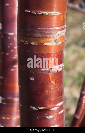 Chinese Red Panda birch tree trunk Stock Photo - Alamy