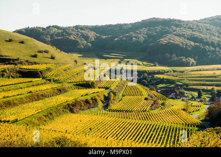 Village in the vineyards in autumn, Altvogtsburg, Oberbergen ...