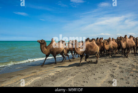 Herd of Bactrian Camels (Camelus ferus) with Mongolian saddles in front ...