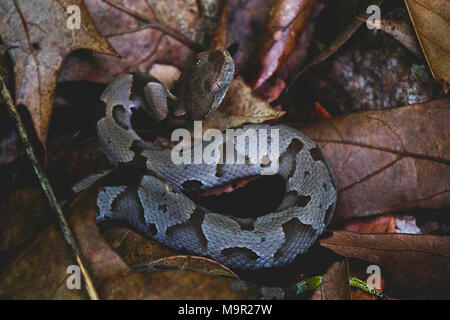 Juvenile copperhead snake Stock Photo - Alamy