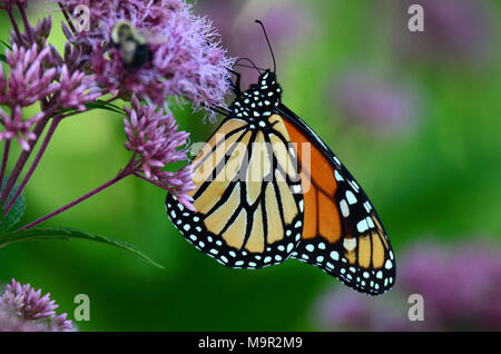 Monarch Butterfly in Minnesota Stock Photo - Alamy