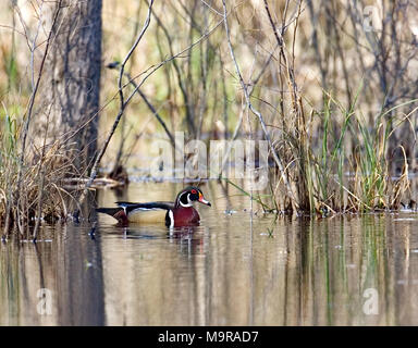 A wood duck in spring in a creek Stock Photo - Alamy