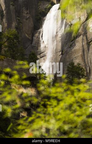 Kading Forest | usage worldwide Stock Photo - Alamy