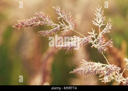 Bluegrass plant (Poa) with dew drops at dawn, selective focus on some ...