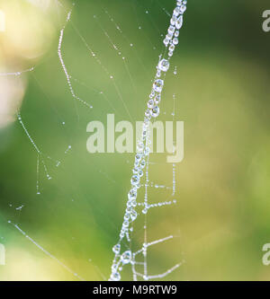 Part of cobweb with rain drops Stock Photo - Alamy
